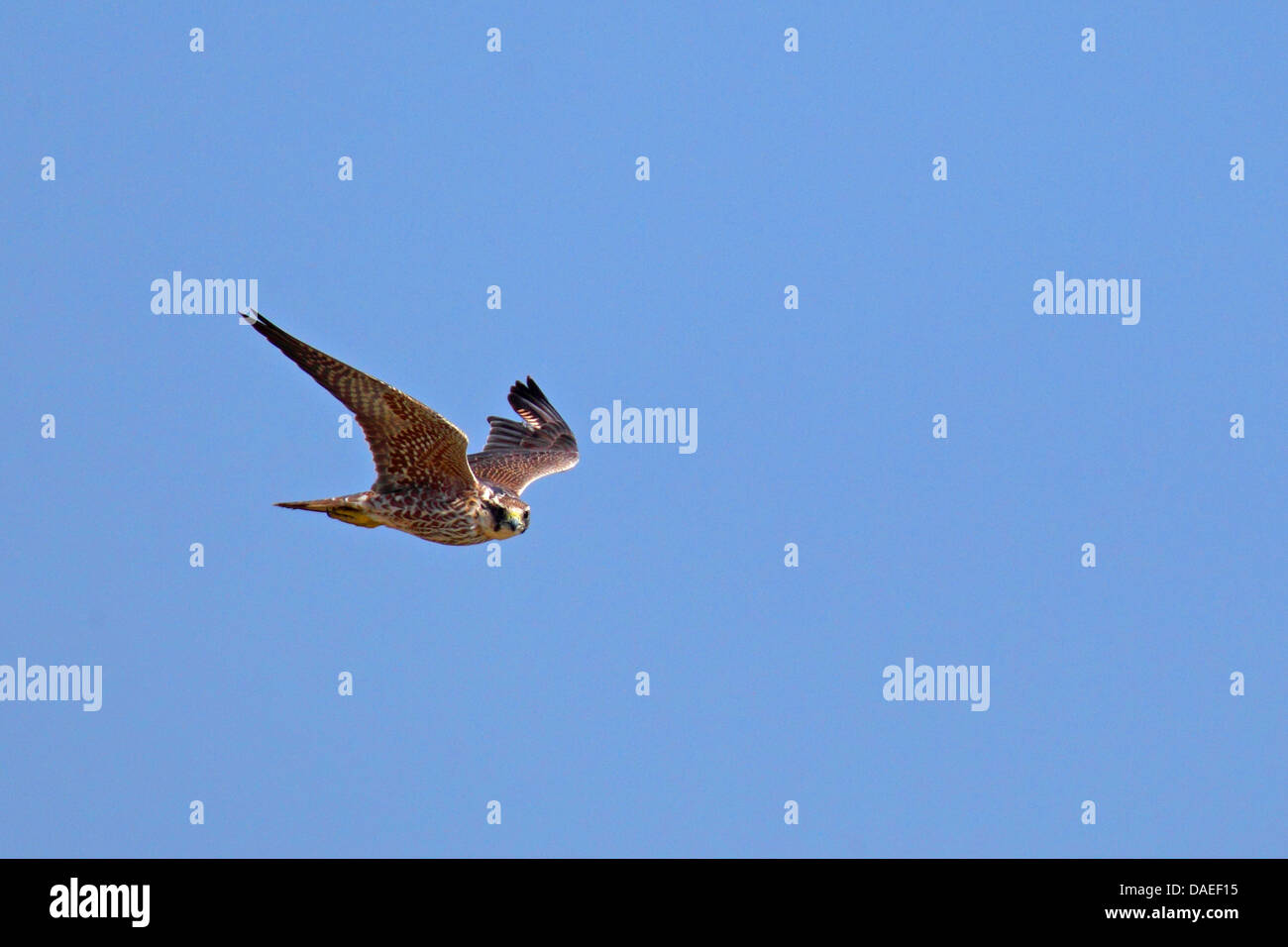 Wild turkey wing flap hi-res stock photography and images - Alamy