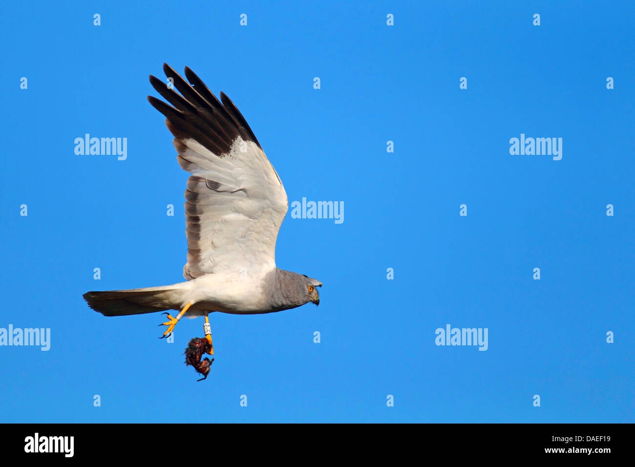 hen harrier (Circus cyaneus), male flying, with prey, Netherlands ...