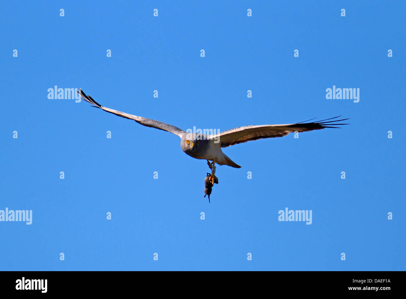 hen harrier (Circus cyaneus), male flying, with prey, Netherlands ...