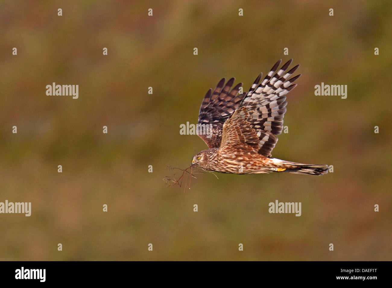 hen harrier (Circus cyaneus), female, flying, with nesting material in ...