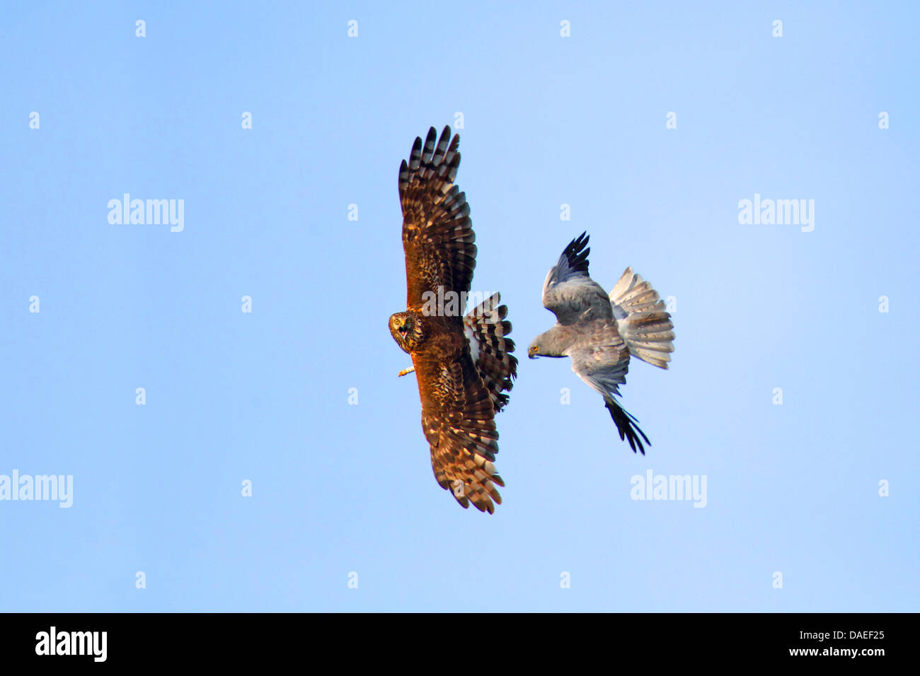 hen harrier (Circus cyaneus), flying pair after male has given prey to ...