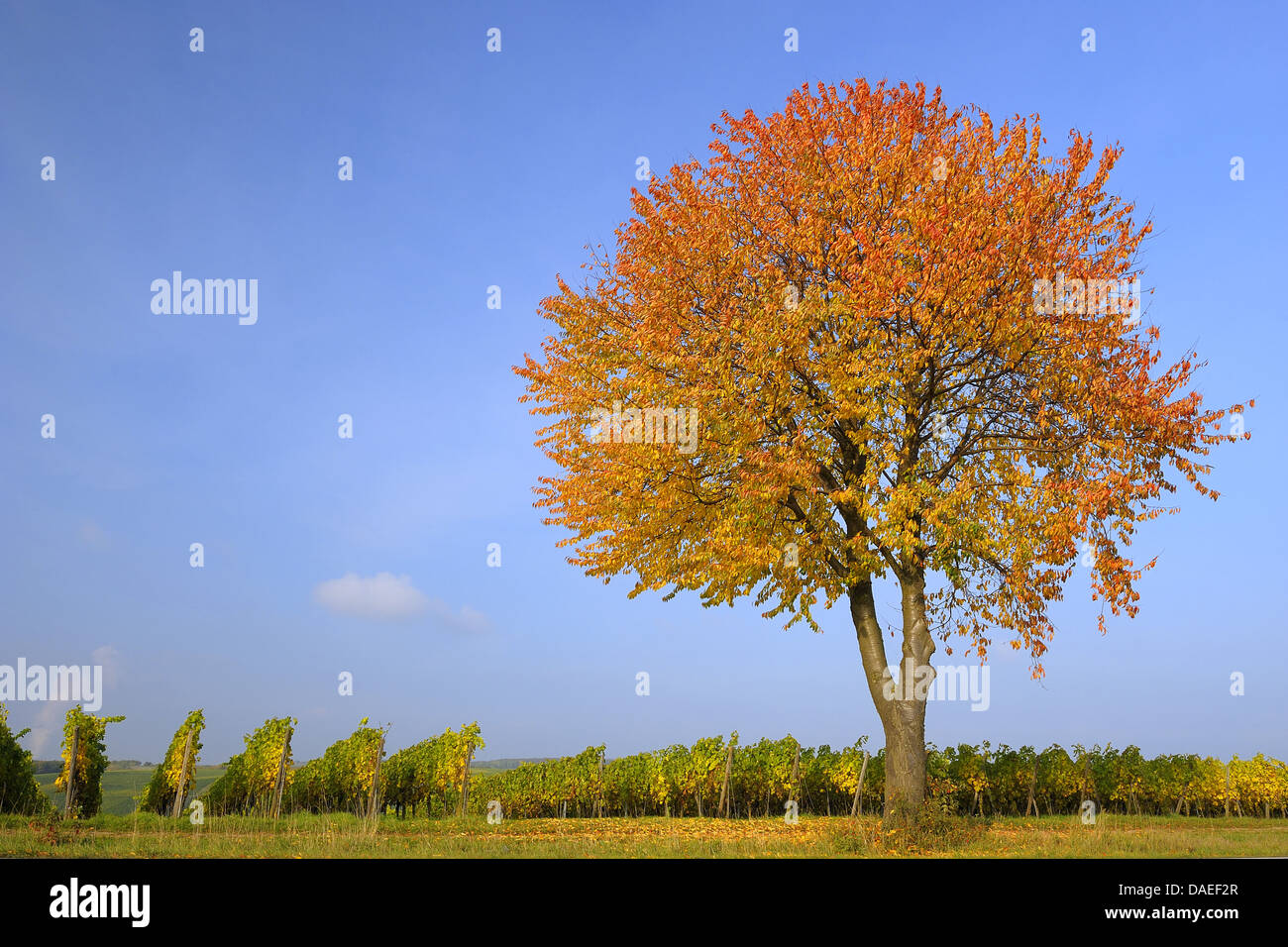 Volkach hi-res stock photography and images - Alamy