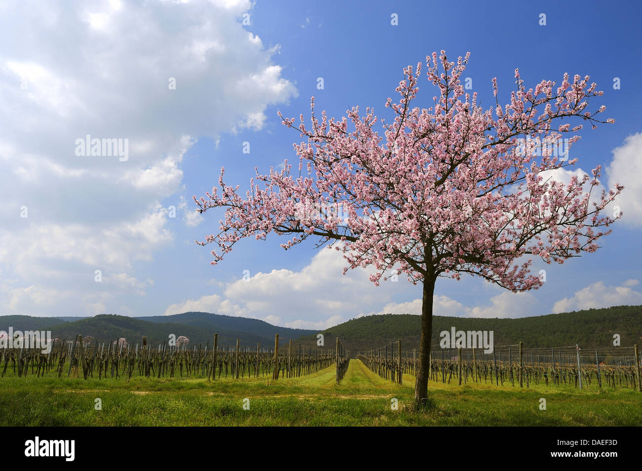 Amygdalus Communis Stock Photos & Amygdalus Communis Stock Images - Alamy