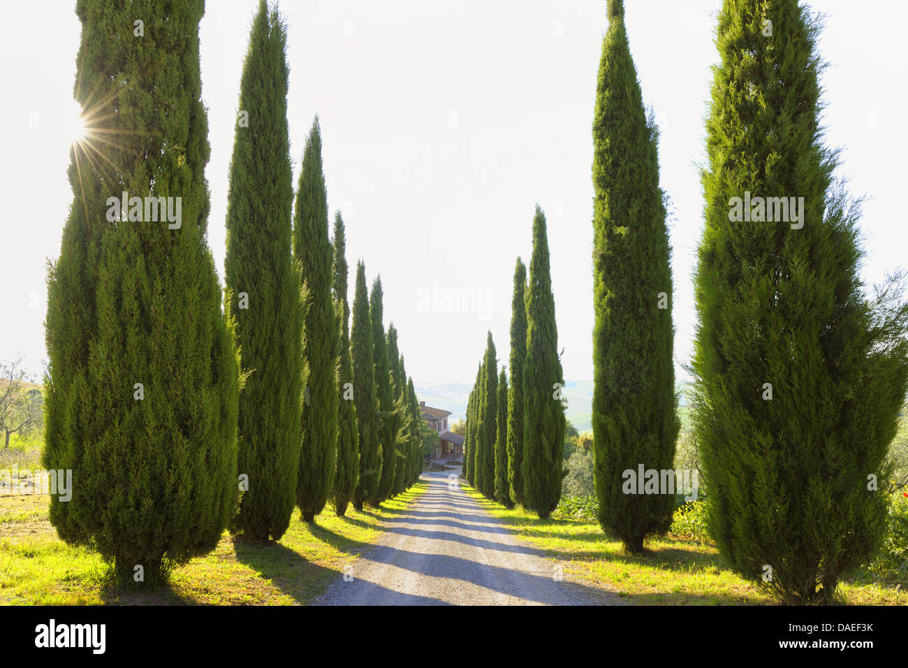 Tuscany country tree lined avenue hi-res stock photography and images ...