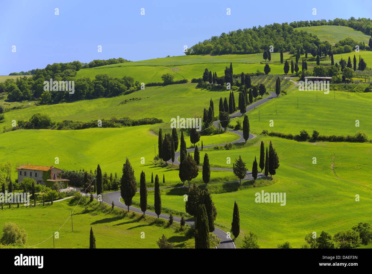 Cypress Tree Monticchiello High Resolution Stock Photography and Images ...