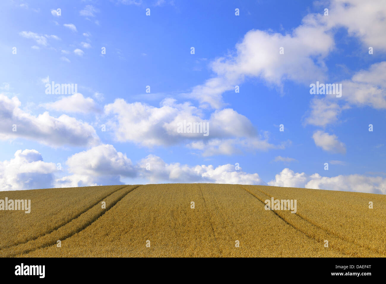 Blue sky and grainfield hi-res stock photography and images - Alamy