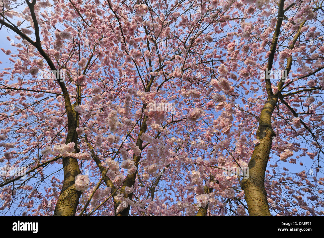 Ornamental Cherry Tree Prunus Spec High Resolution Stock Photography ...