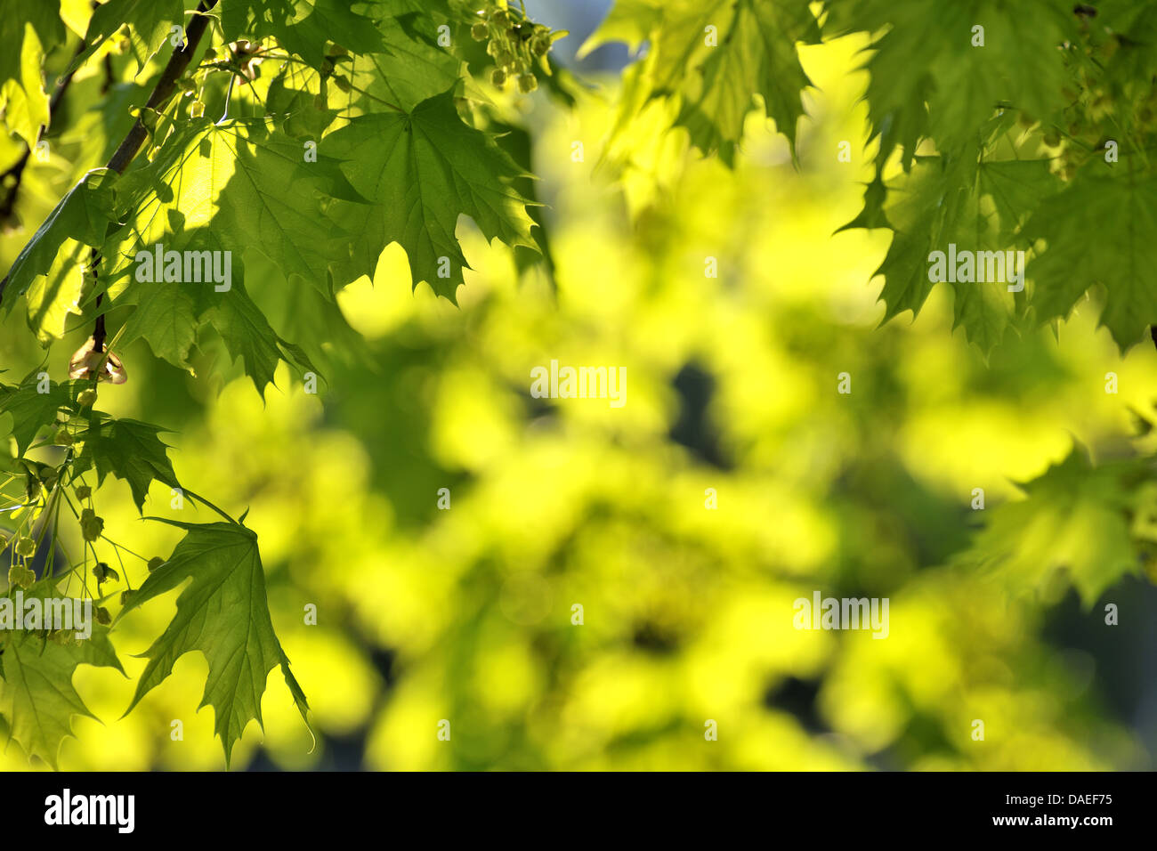 Norway maple tree in spring hi-res stock photography and images - Alamy
