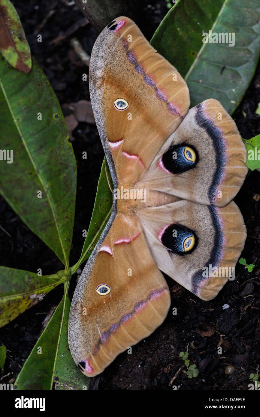 Polyphemus Moth Stock Photos & Polyphemus Moth Stock Images - Alamy