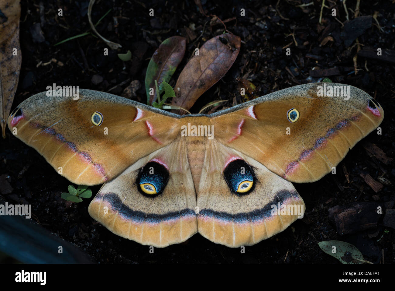 Polyphemus moth hi-res stock photography and images - Alamy