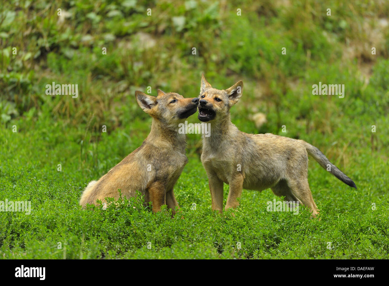 Germany wolves puppies hi-res stock photography and images - Alamy