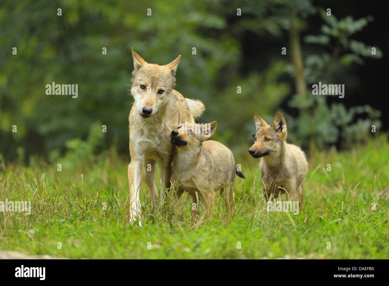Protecting other animals hi-res stock photography and images - Alamy