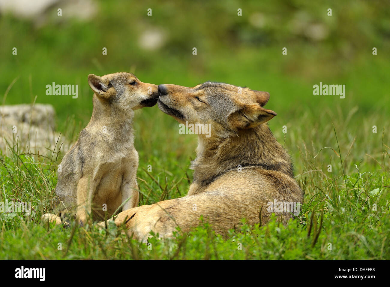 Wolf Mother With Cubs High Resolution Stock Photography and Images - Alamy