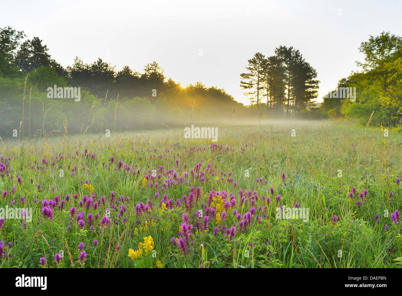Field cow wheat melampyrum arvense hi-res stock photography and images ...