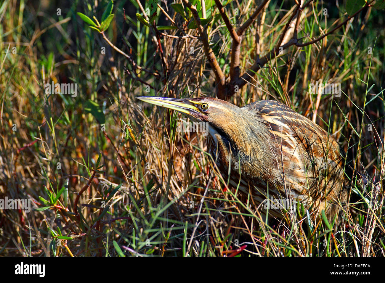 American bittern (Botaurus lentiginosus), standing in reed bed, USA ...