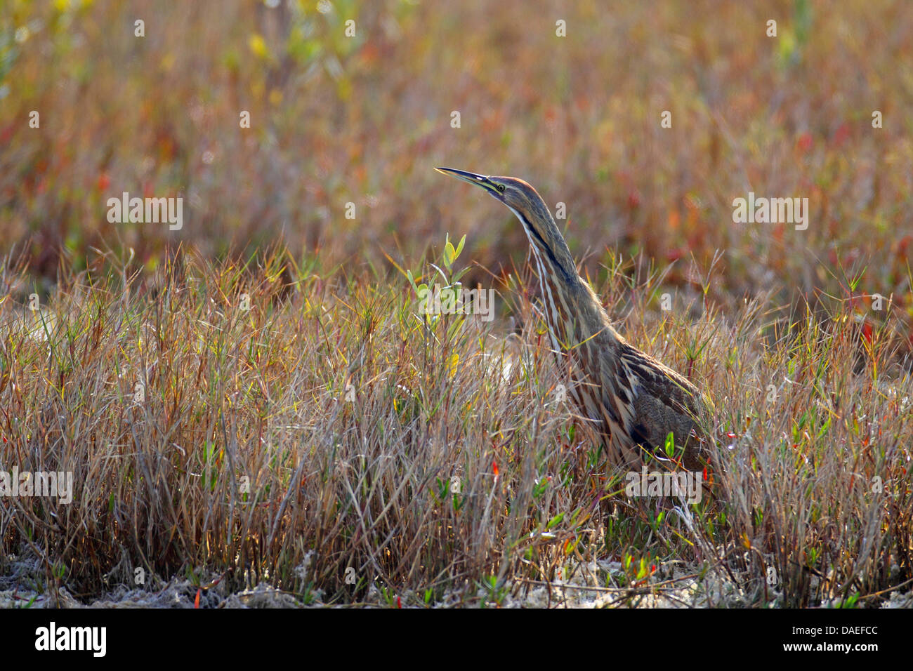 American bittern (Botaurus lentiginosus), standing in reed bed, USA ...