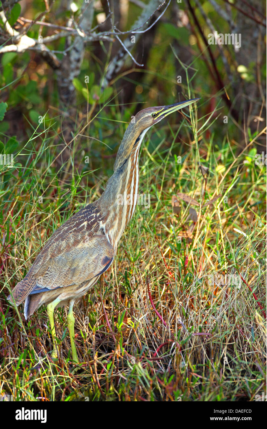 American bittern (Botaurus lentiginosus), standing in reed bed, USA ...