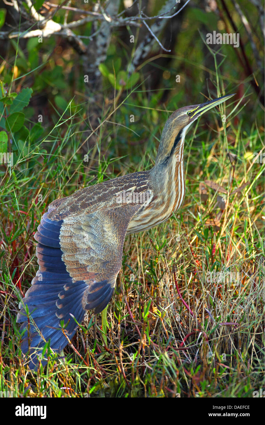 American bittern (Botaurus lentiginosus), standing in reed stretching ...