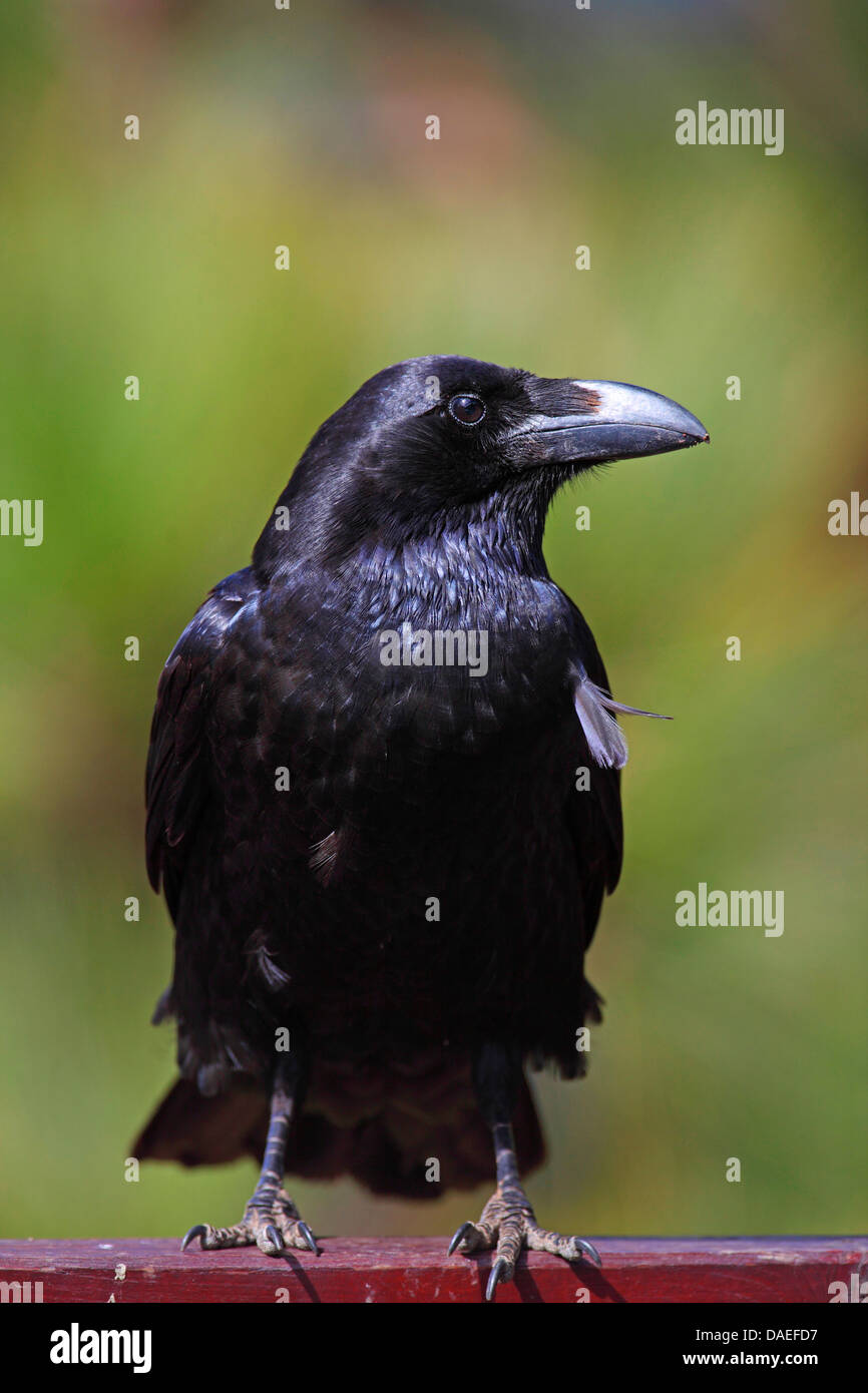 North African raven (Corvus corax tingitanus, Corvus tingitanus ...