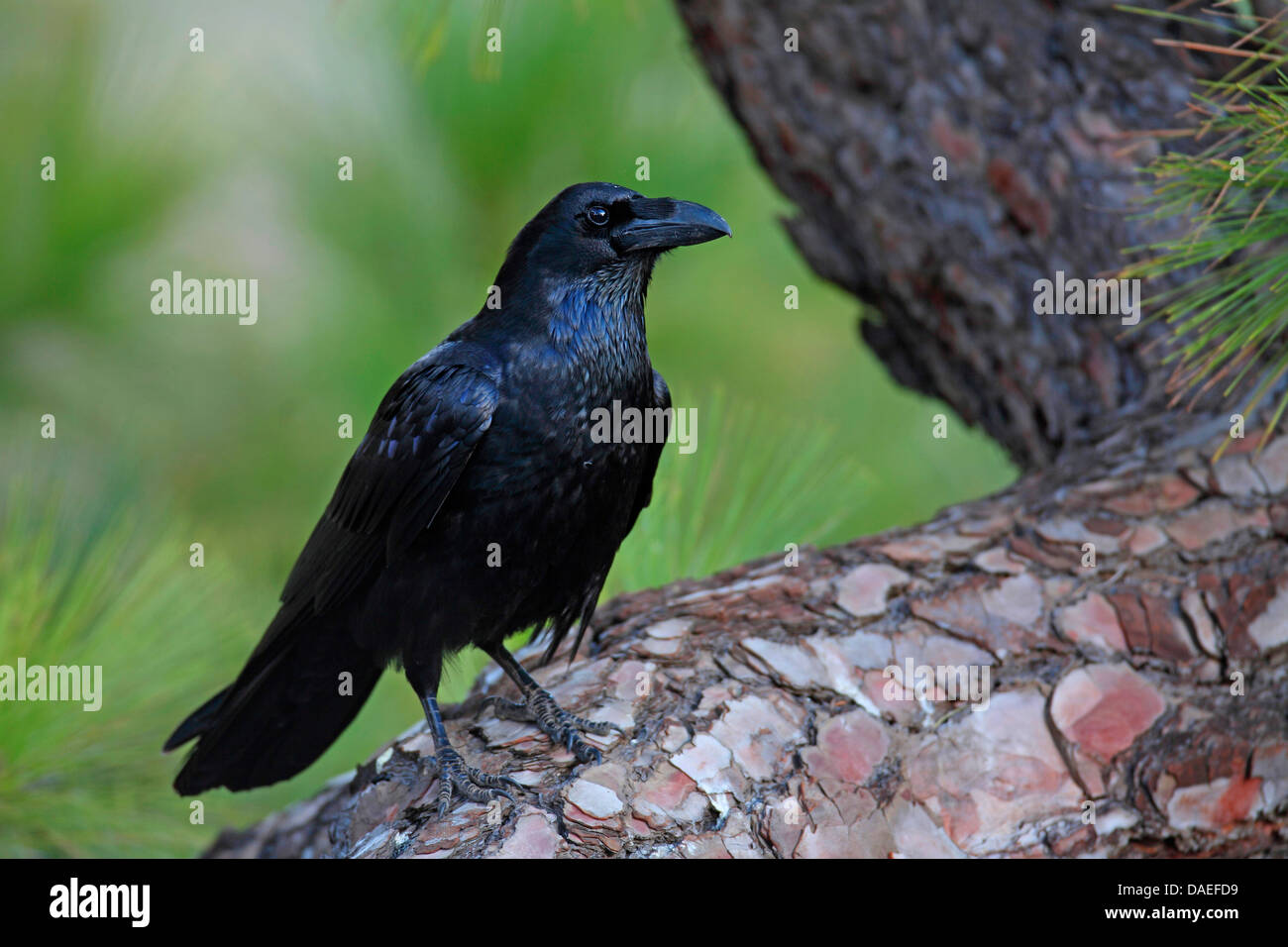 Raven corvus corax twig hi-res stock photography and images - Alamy