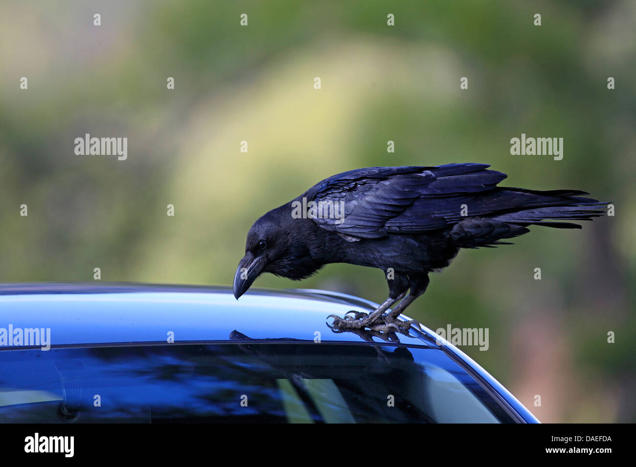 Animal attacking car hi-res stock photography and images - Alamy