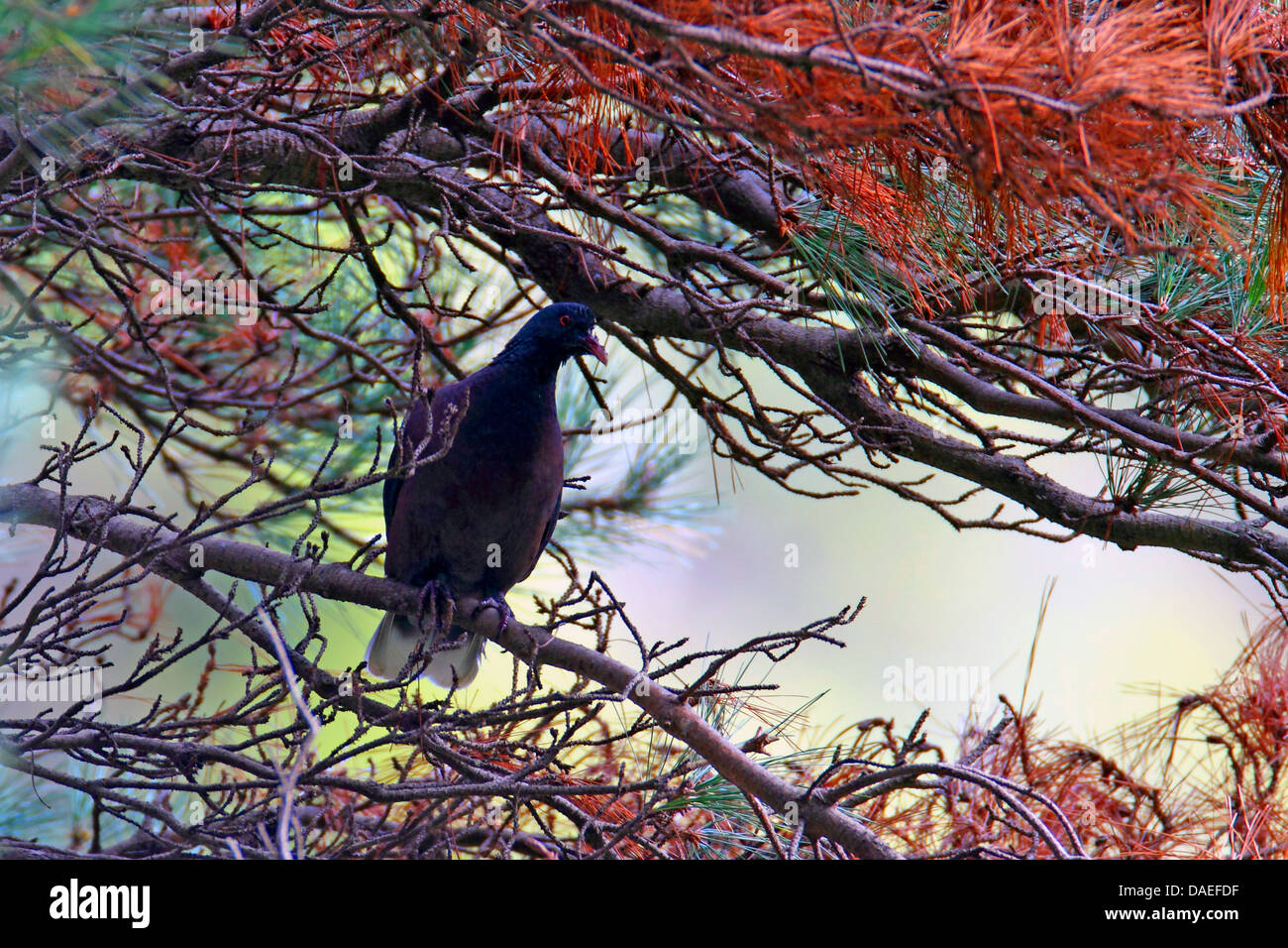 laurel pigeon (Columba junoniae), sitting in a pine tree, Canary ...