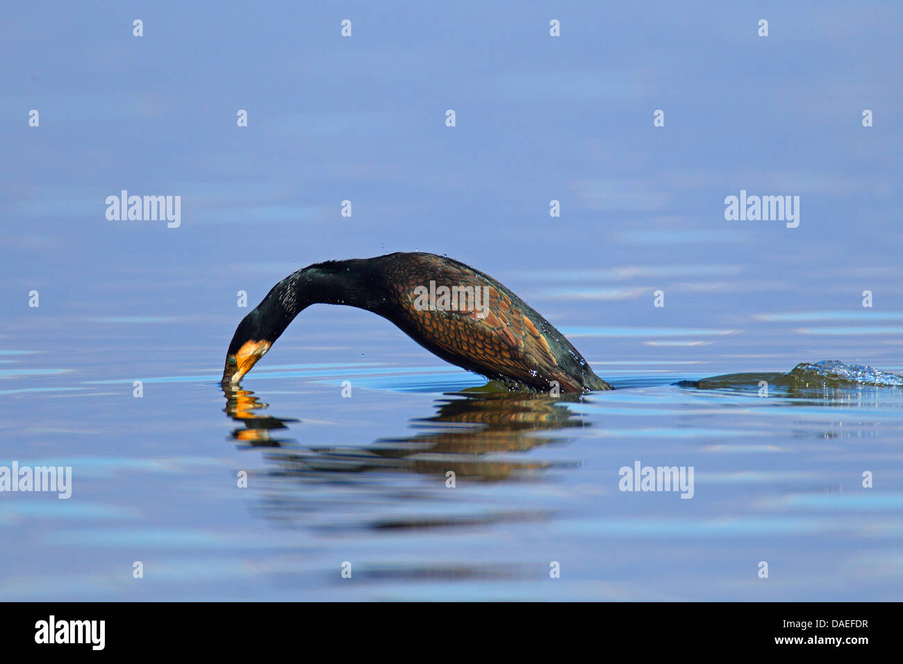 Cormorant Diving