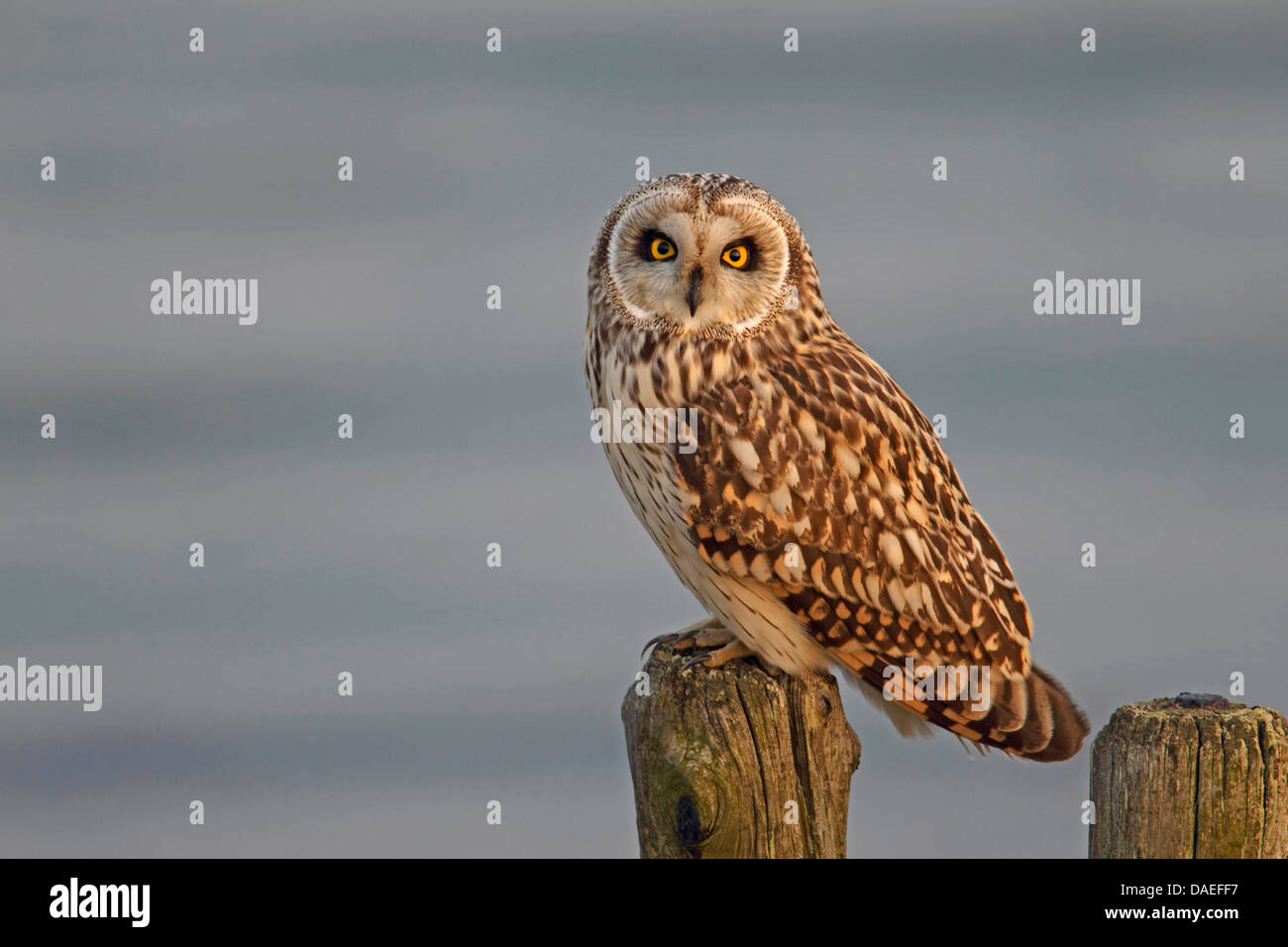 Owl on wooden pole hi-res stock photography and images - Alamy