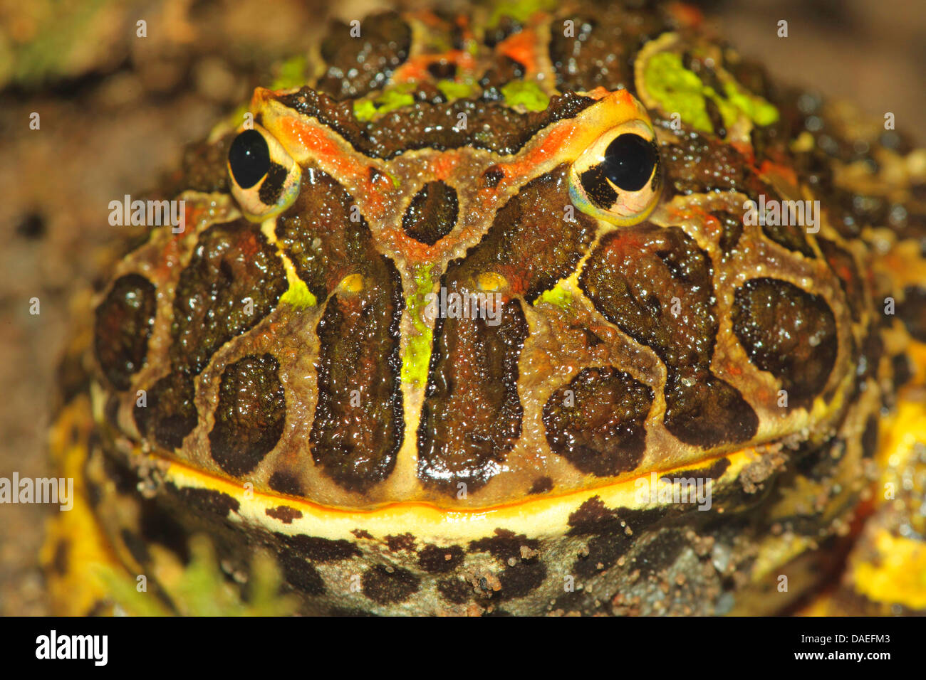 Ornate horned frog ceratophrys ornata High Resolution Stock Photography ...