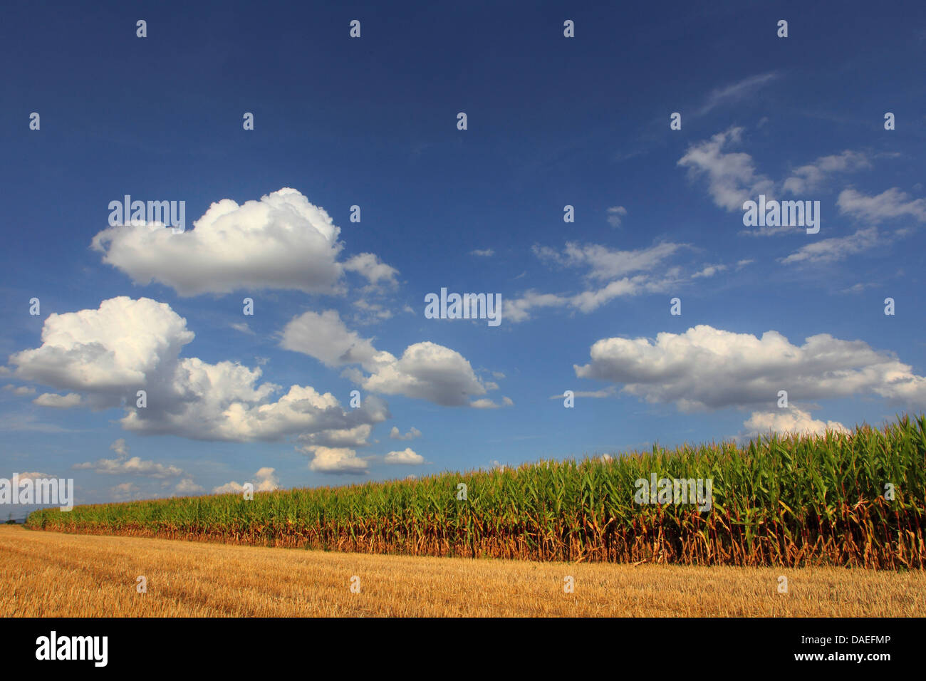 maize field and harvested corin field, Germany Stock Photo - Alamy