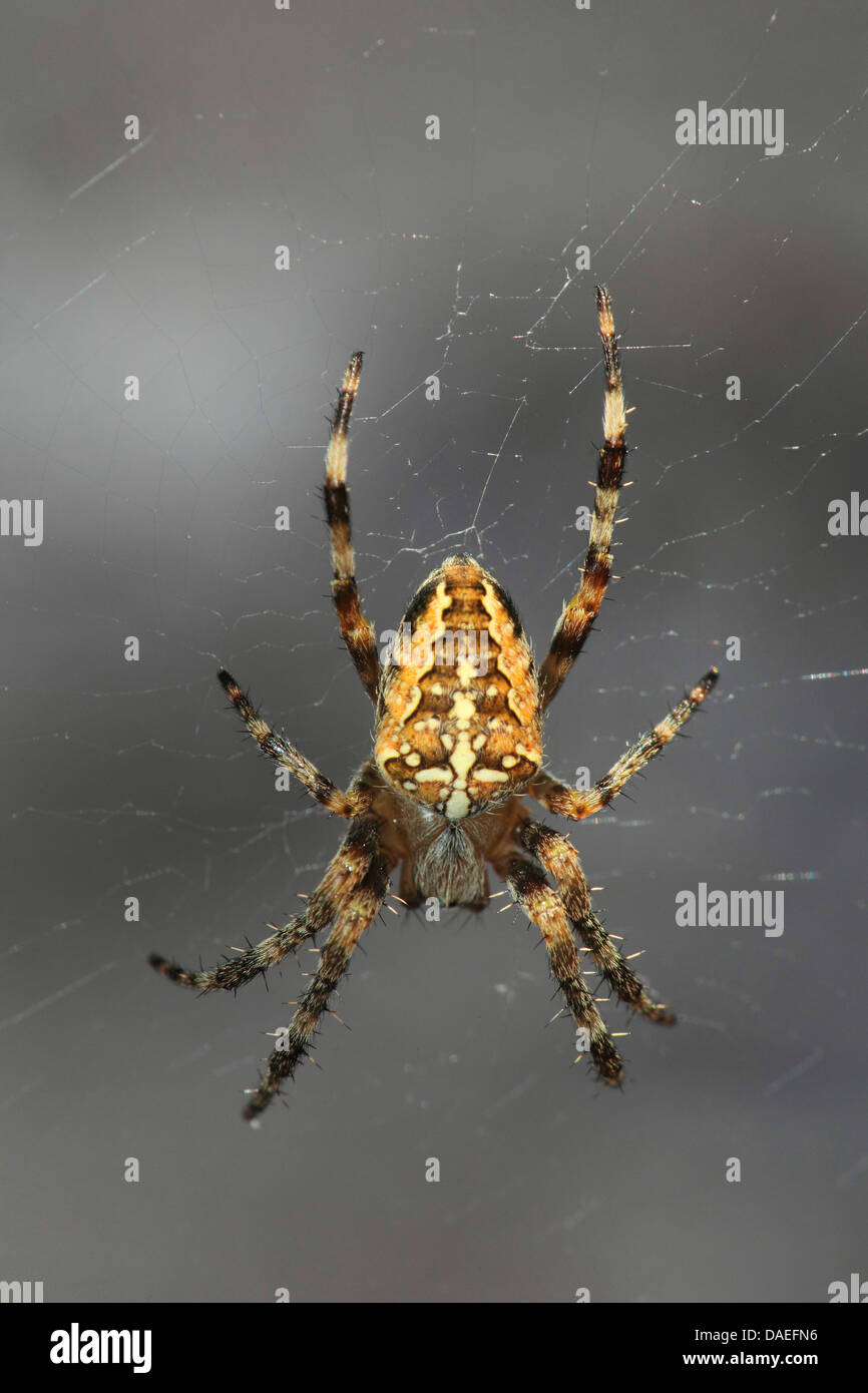 cross orbweaver, European garden spider, cross spider (Araneus ...