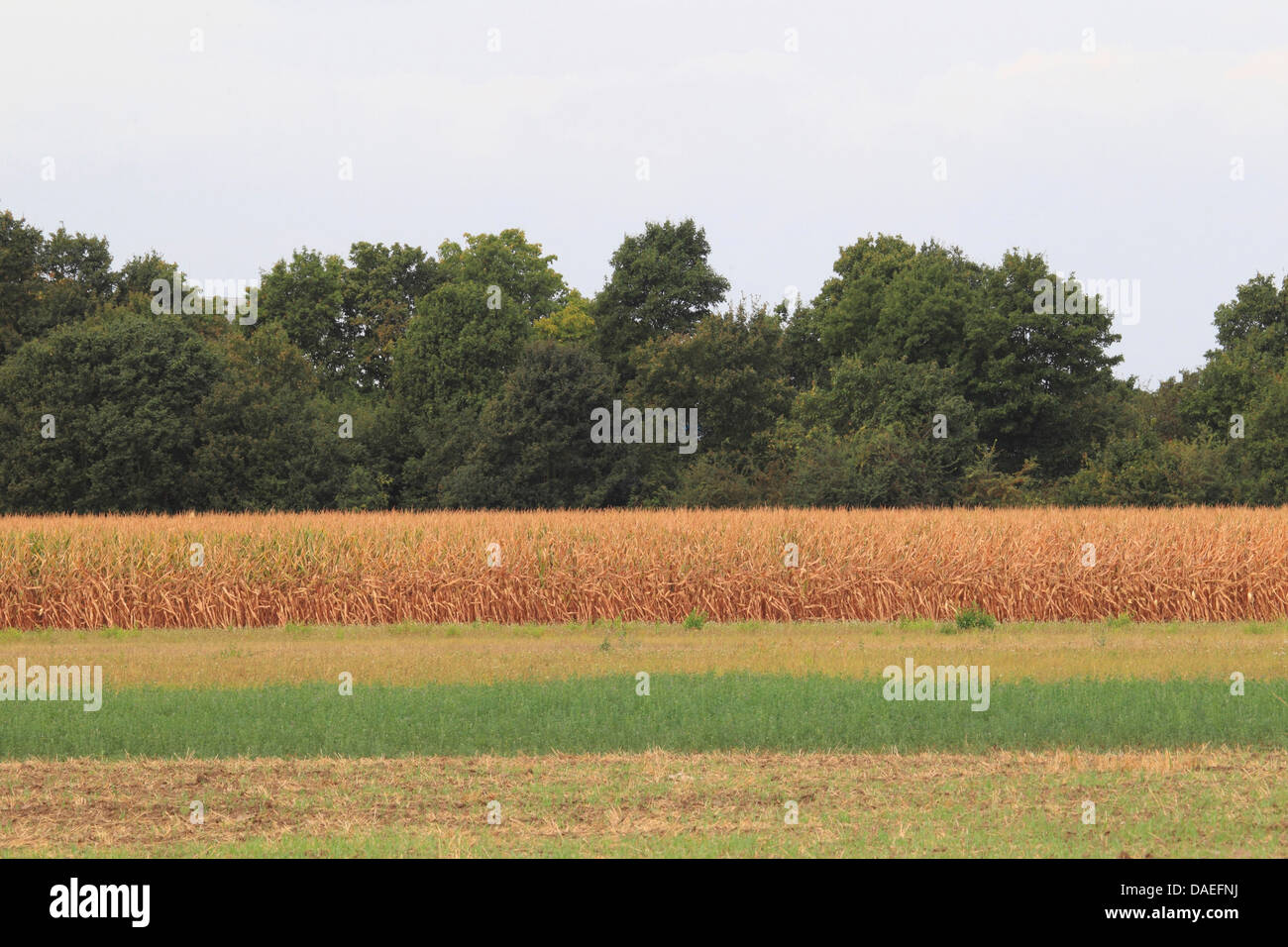 Rural landscape maize field hi-res stock photography and images - Alamy