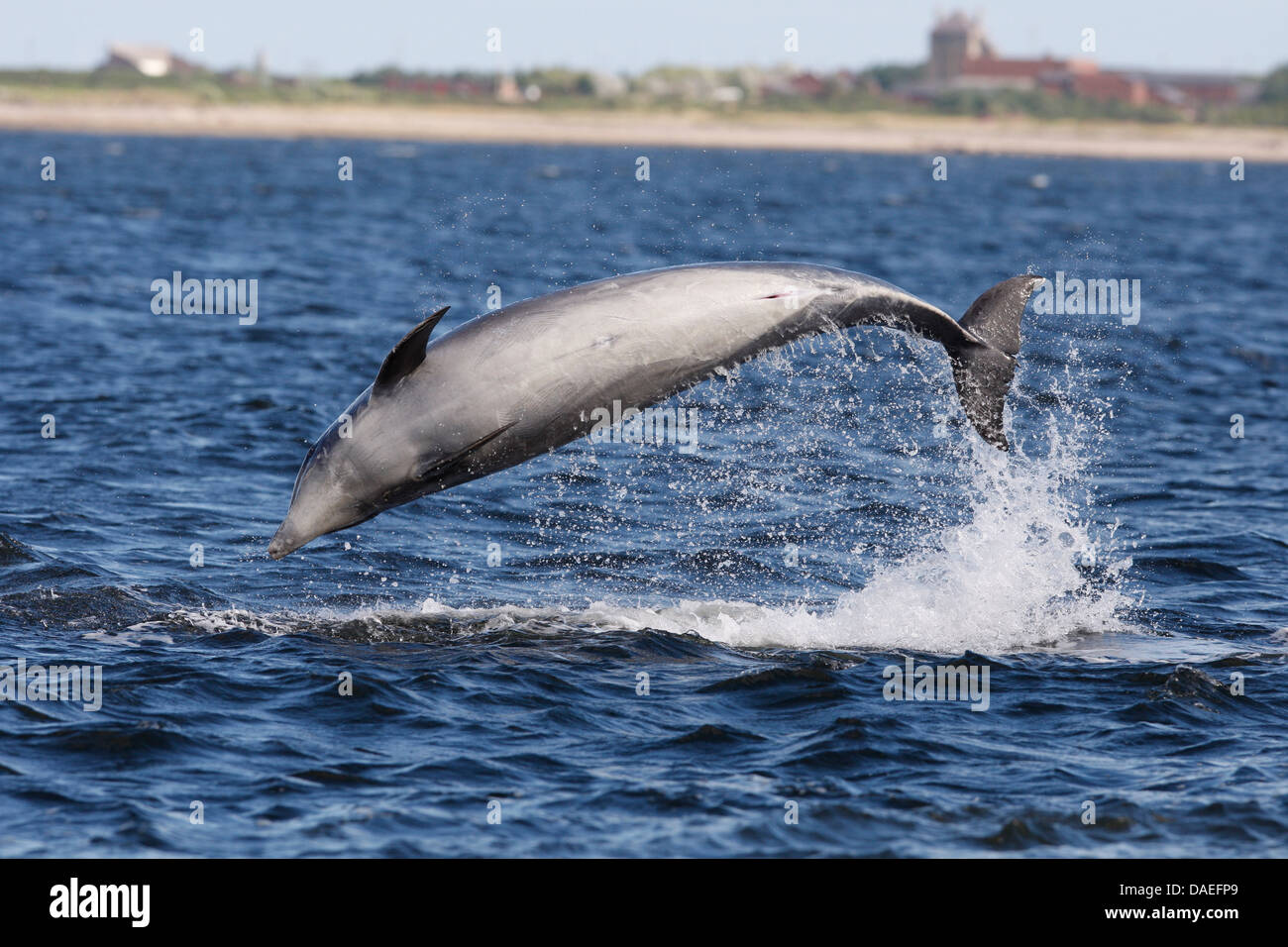 Bottlenose dolphins playing in the Moray Firth. Highland. Scotland ...