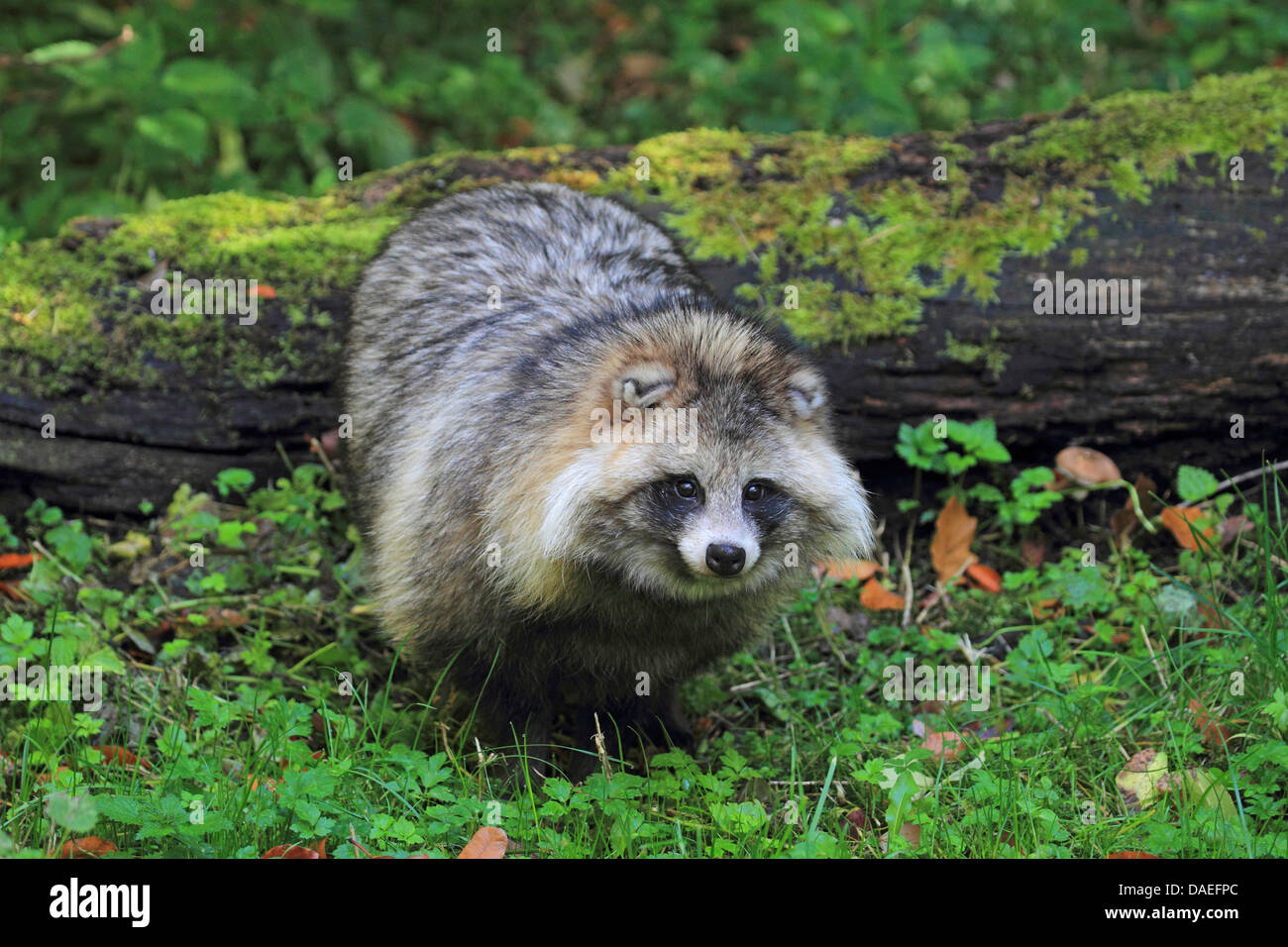 raccoon dog (Nyctereutes procyonoides), on the forest ground, Germany ...
