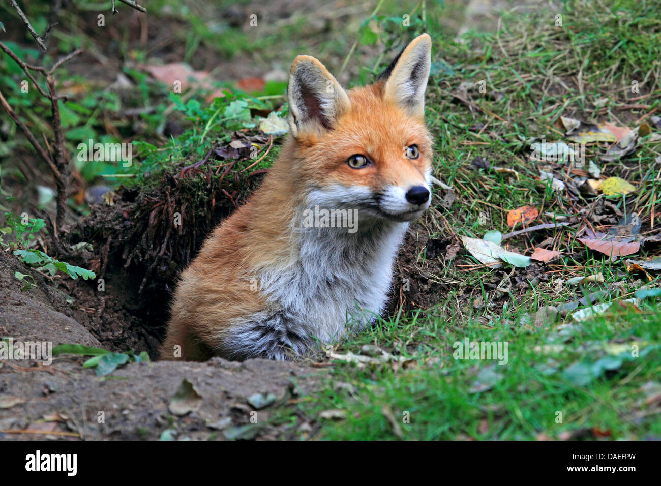 red fox (Vulpes vulpes), at its kennel, Germany Stock Photo - Alamy