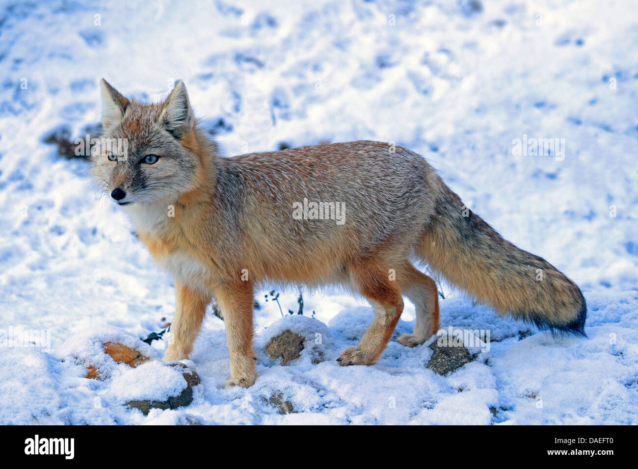Corsac fox (Vulpes corsac), in winter Stock Photo - Alamy