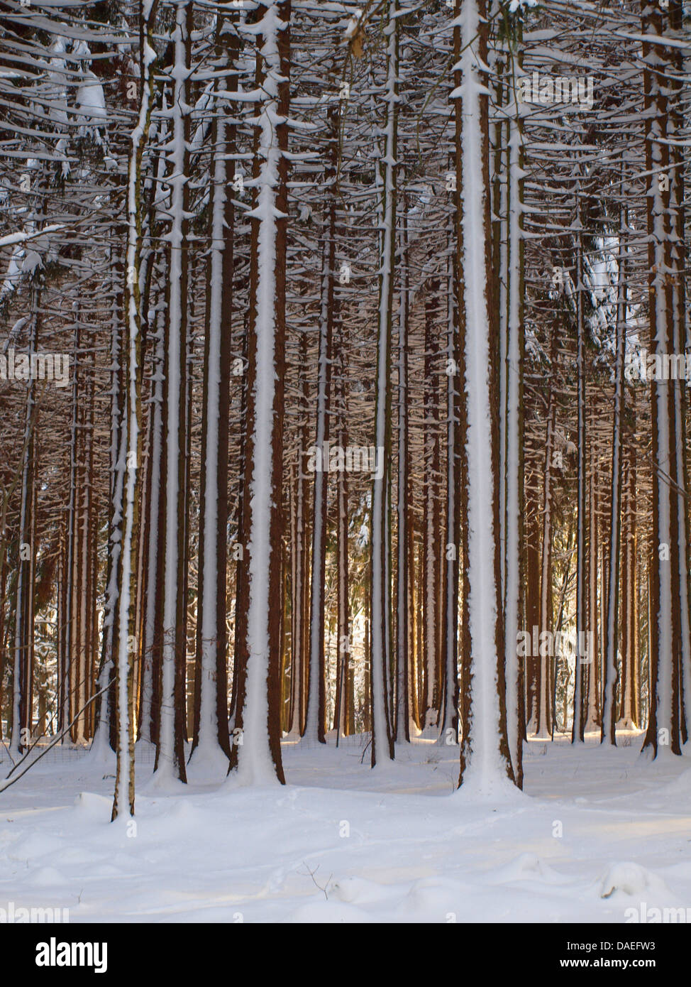 Norway spruce (Picea abies), snow covered spruce stems, Germany, Erz ...
