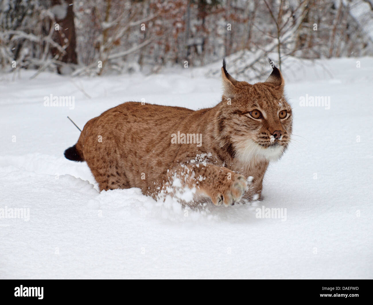 northern lynx (Lynx lynx lynx), in snow, Germany Stock Photo - Alamy