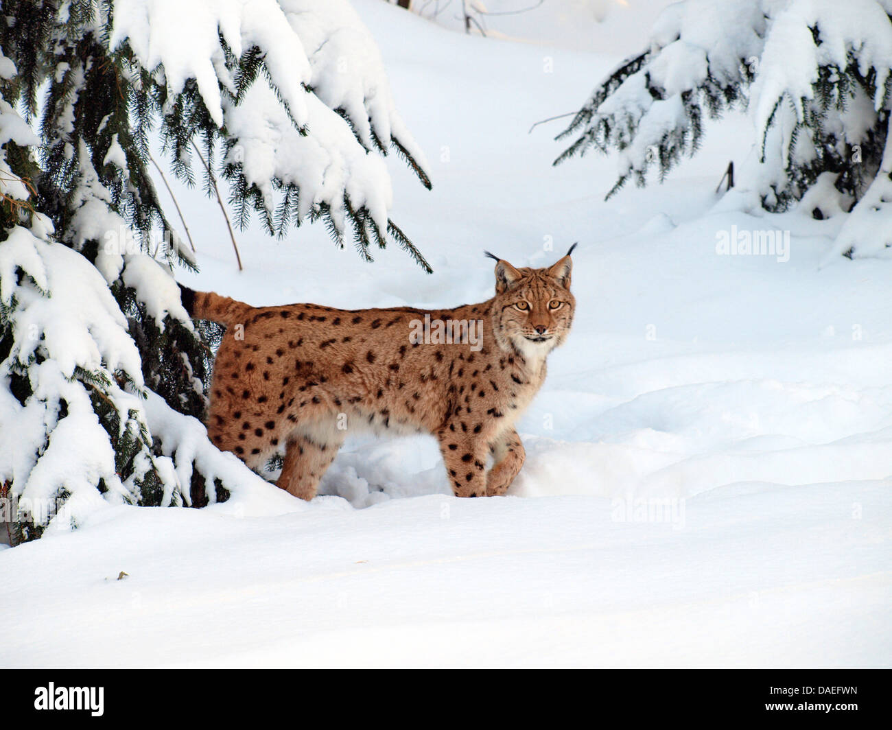 northern lynx (Lynx lynx lynx), in snow, Germany Stock Photo - Alamy