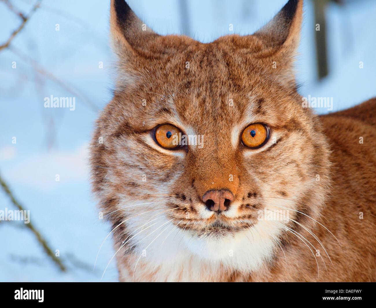 Lynxes lynx in snow hi-res stock photography and images - Alamy