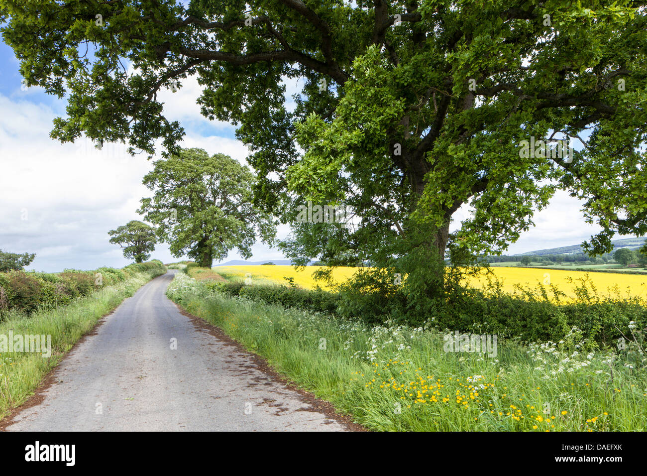 Country lane with tree hi-res stock photography and images - Alamy