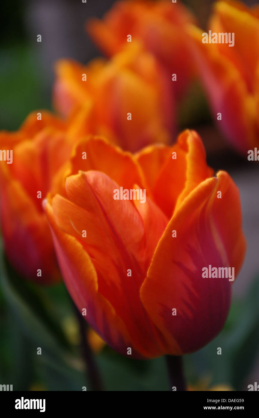 Princess Irene tulips in vertical portrait format Stock Photo - Alamy