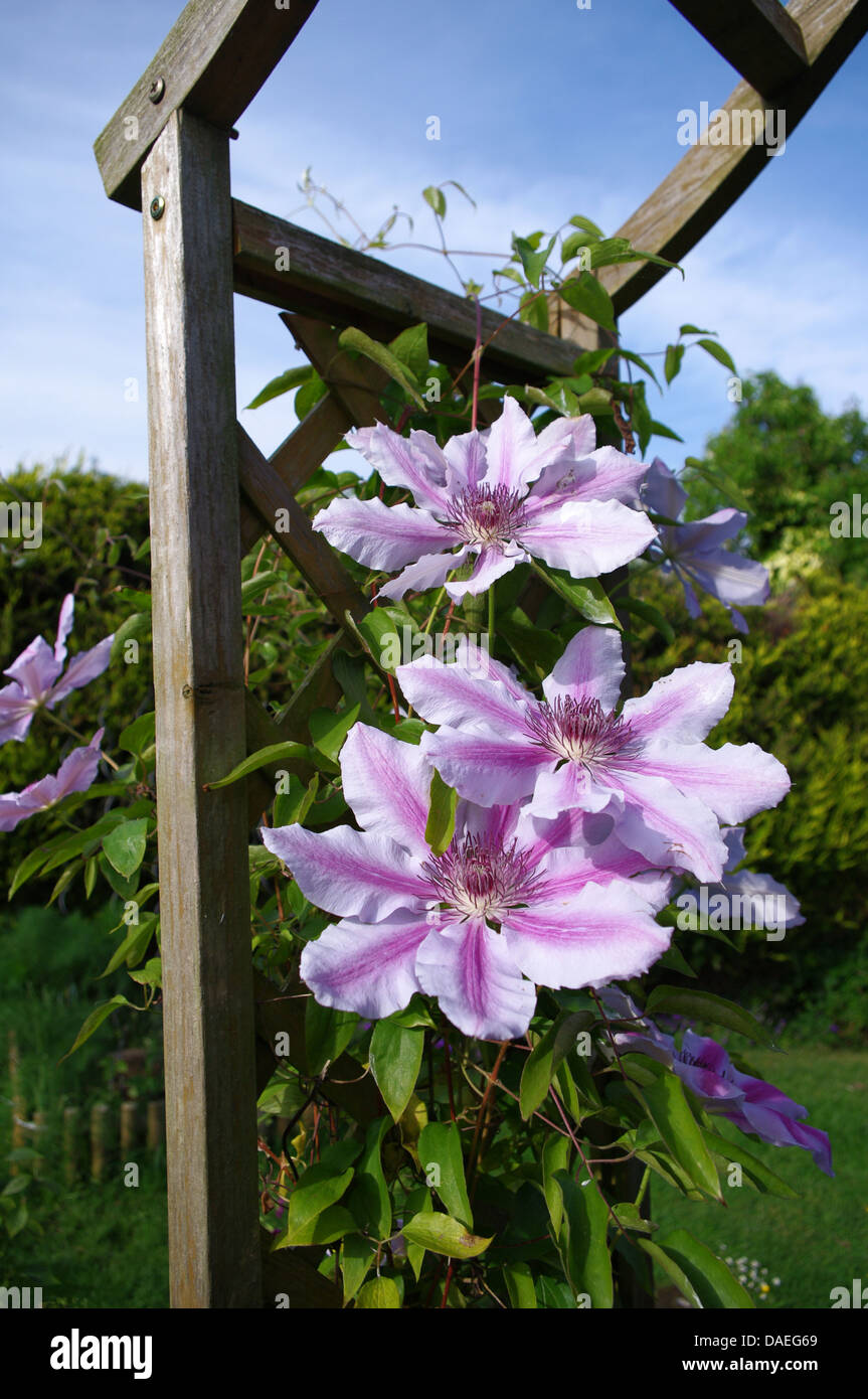 Clematis arch hi-res stock photography and images - Alamy