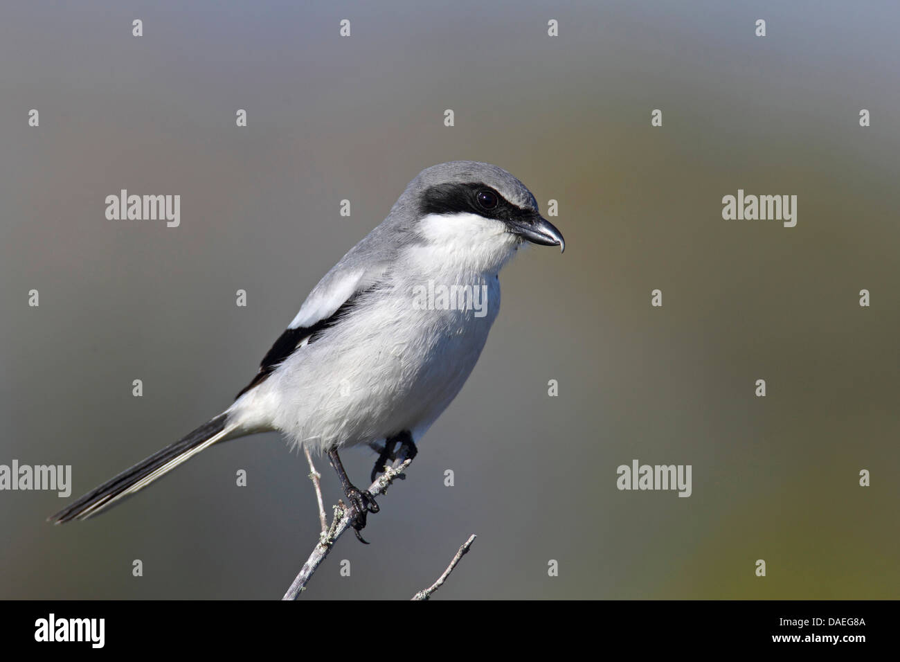 loggerhead shrike (Lanius ludovicianus), sitting on a branch, USA ...