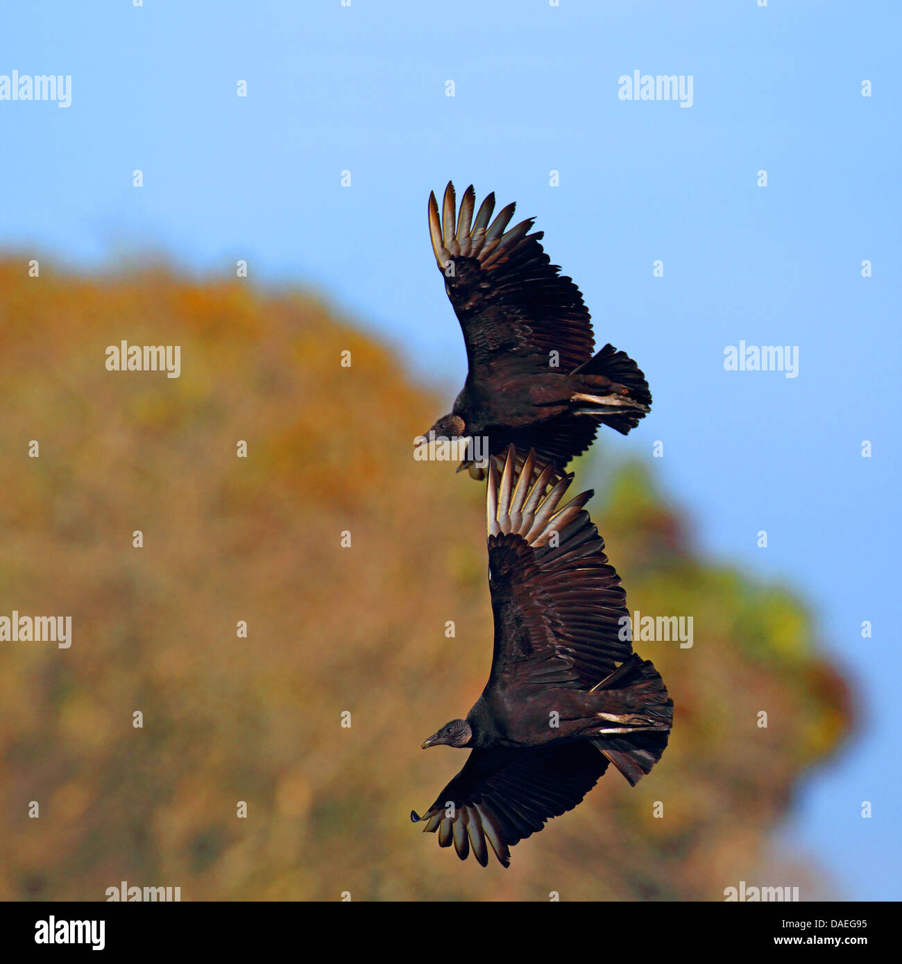 American black vulture (Coragyps atratus), two flying vultures, USA ...