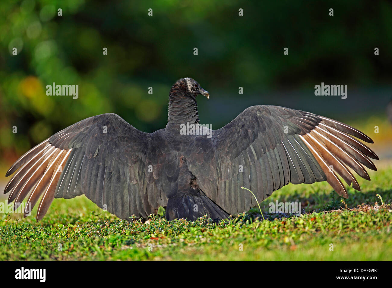 Bathing in the sun hi-res stock photography and images - Alamy