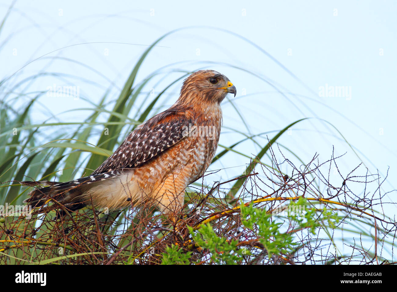 red-shouldered hawk (Buteo lineatus), sitting on a tree, USA, Florida ...