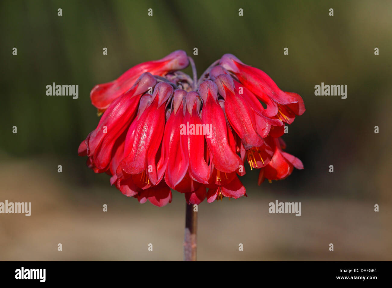 chandelier plant (Kalanchoe tubiflora, Bryophyllum tubiflorum), flower ...