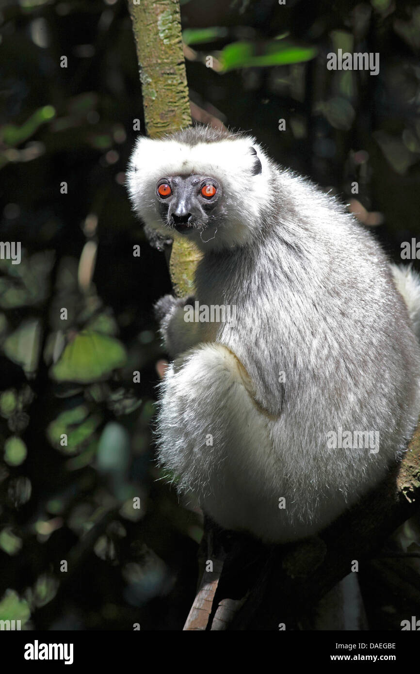 Silky Sifaka (Propithecus candidus), is clinging to tree trunk ...