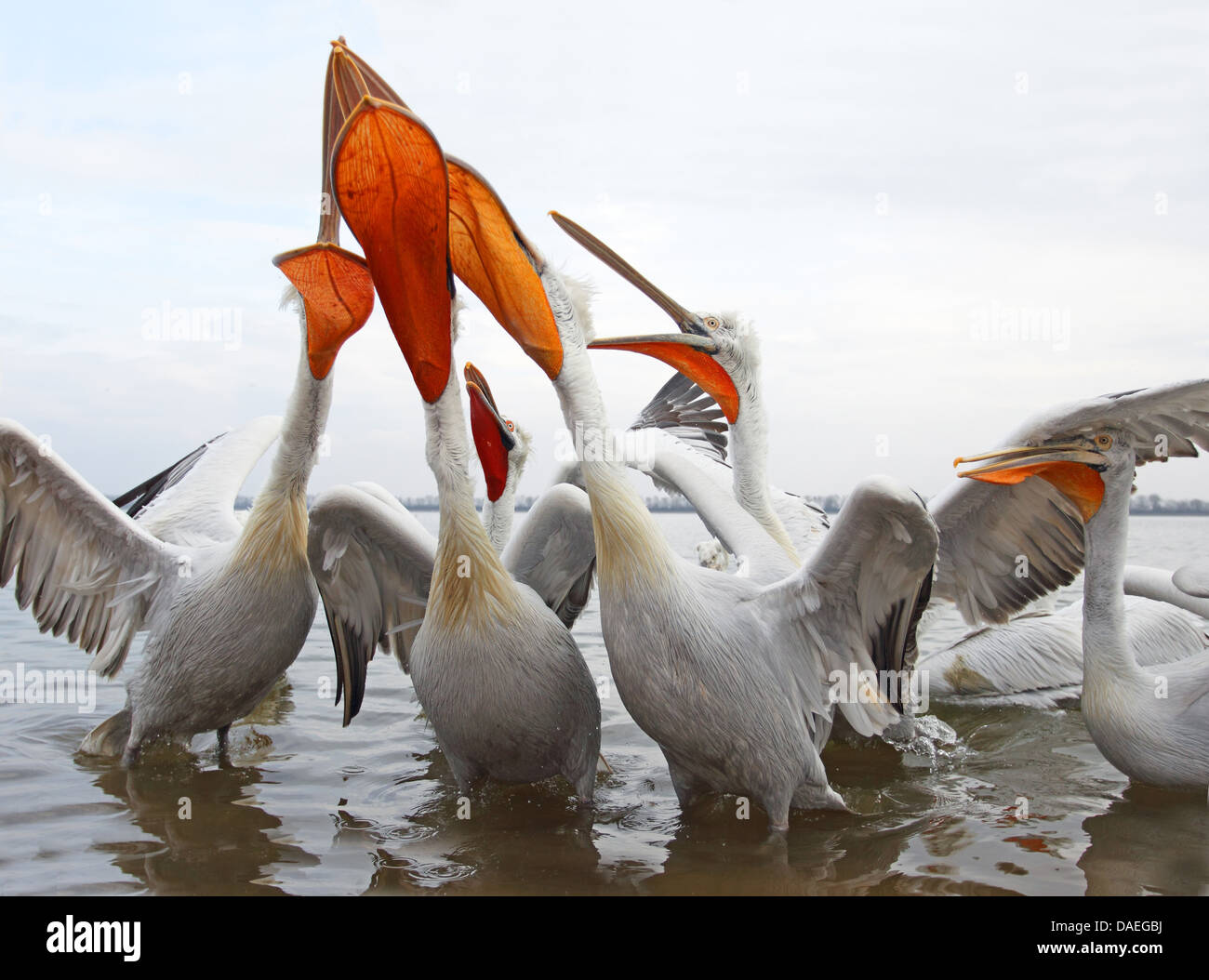 Throwing a fish hi-res stock photography and images - Alamy